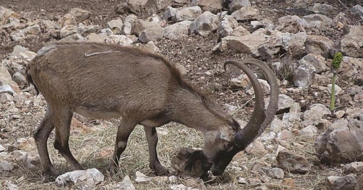 Τα σπάνια ζώα της Κρήτης που απειλούνται με εξαφάνιση | Rethemnos News