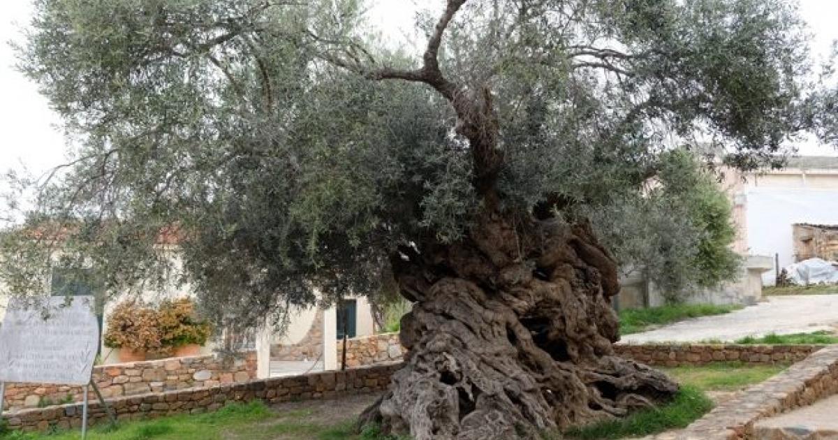 Μέχρι την Κίνα θα φτάσει η μνημειακή ελιά των Βουβών | Rethemnos News