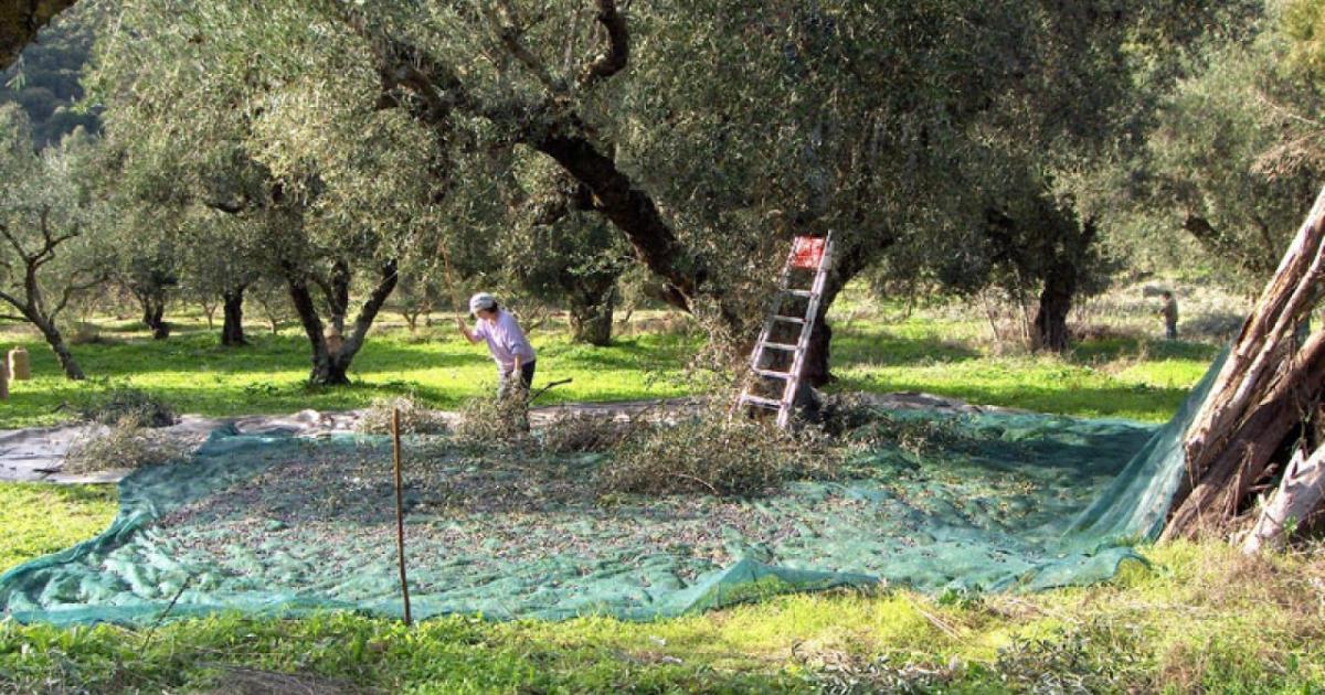 Υπόμνημα του ΣΕΔΗΚ για την ελαιοκομία στα πλαίσια της νέας ΚΑΠ ...