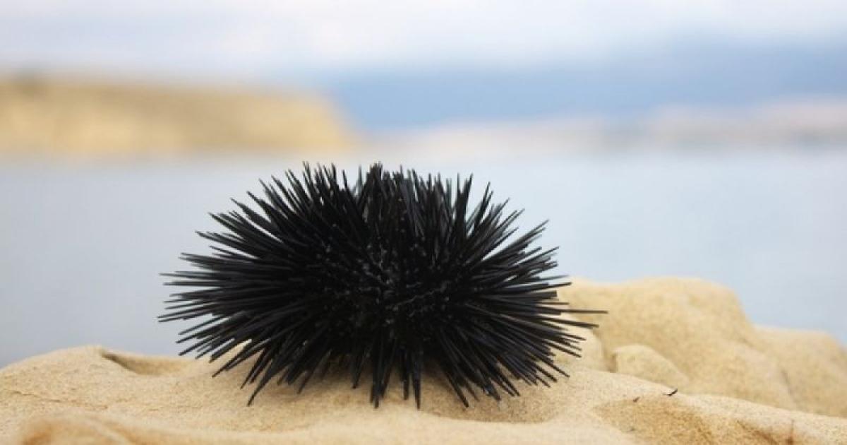 Δηλητηριώδης αχινός και στις θάλασσες της Κρήτης | Rethemnos News