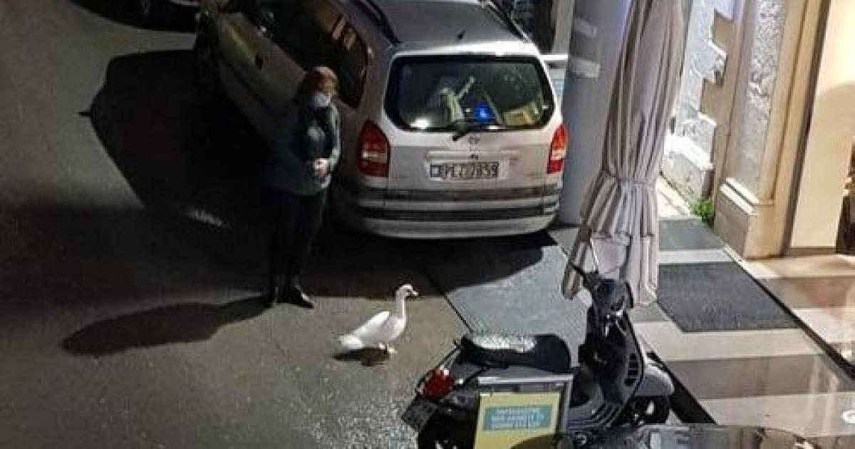 Ρέθυμνο: Μια πάπια που κέρδισε την συμπάθεια και τις εντυπώσεις ...