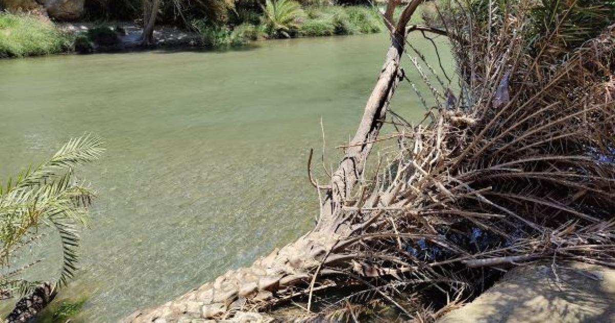 Υπό απειλή νέας καταστροφής το Φοινικόδασος του Πρέβελη | Rethemnos News
