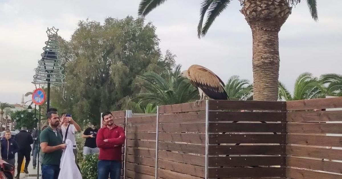 Αίσιο τέλος για τον γυπαετό που βρέθηκε στο κέντρο του Ρεθύμνου ...