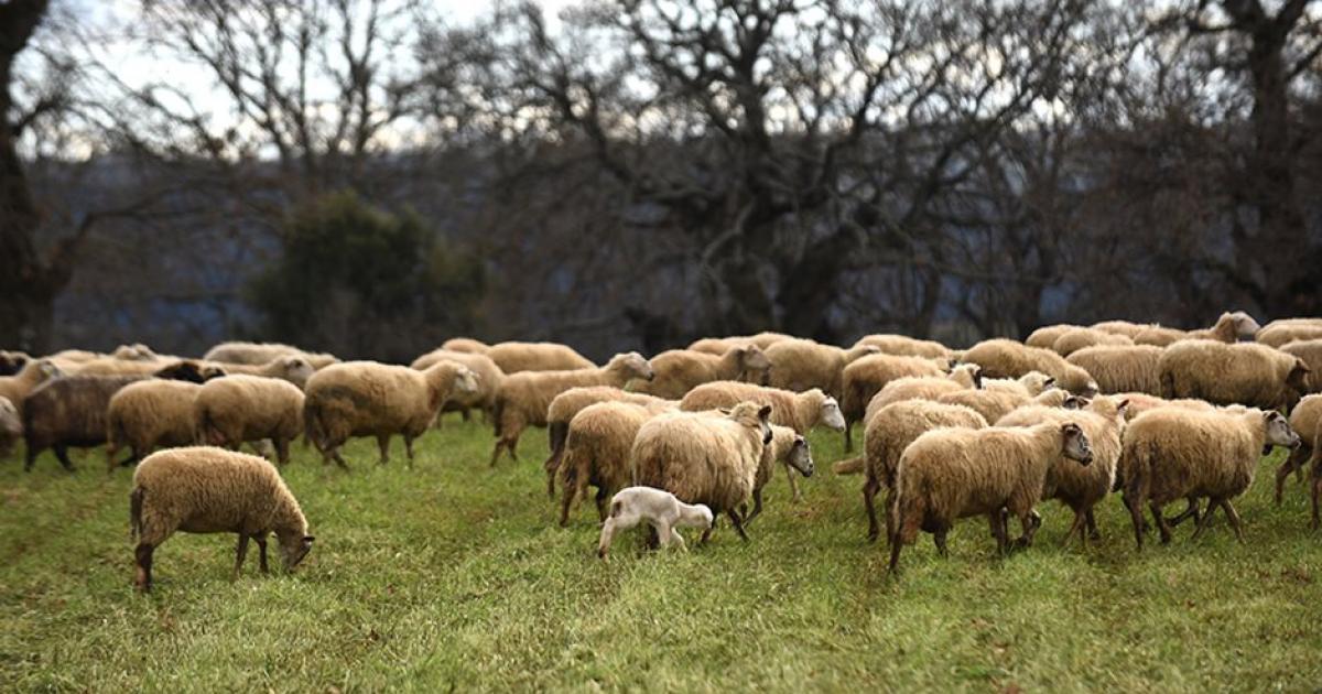 Drone «Χαμαιλέων» στην υπηρεσία των κτηνοτρόφων της Κρήτης! - Θα ...