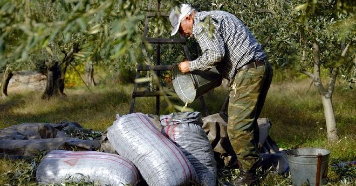 Νέα Κοινή Γεωργική Πολιτική: Από την 1η Ιανουαρίου 2023 προβλέπεται η ...