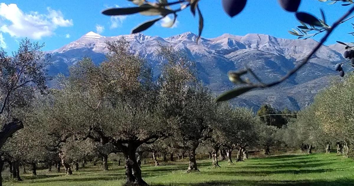 Κρήτη: Οι νέες τάσεις στην ελαιοκομία – Πώς θωρακίζεται η καλλιέργεια ...