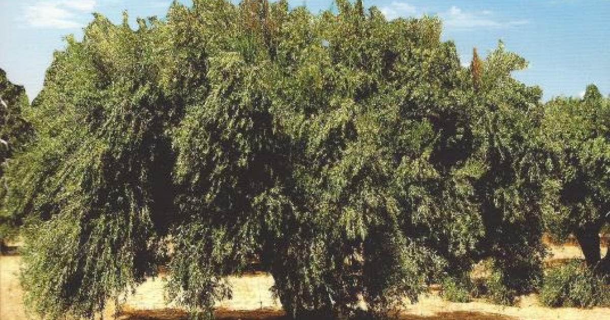 Οι ρίζες της Ελιάς, στην Ιστορία, τον Πολιτισμό, τη Θρησκεία, τον ...