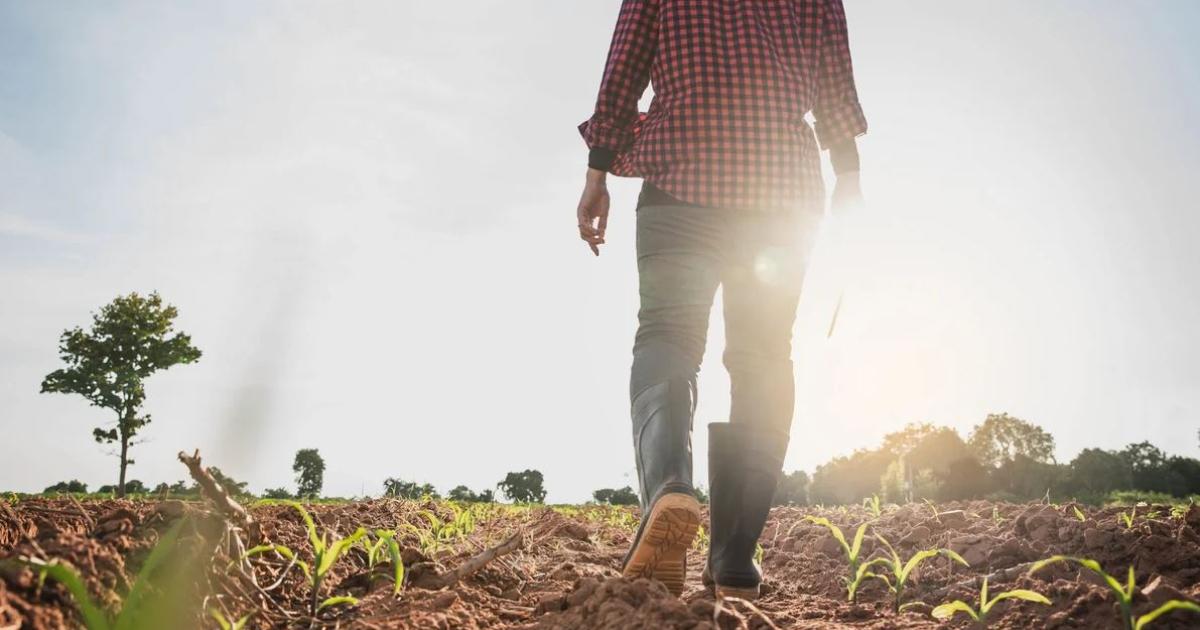 Τρία τα σενάρια για την φόρμουλα eco-schemes 2024, για Μάρτιο μαζί με ...