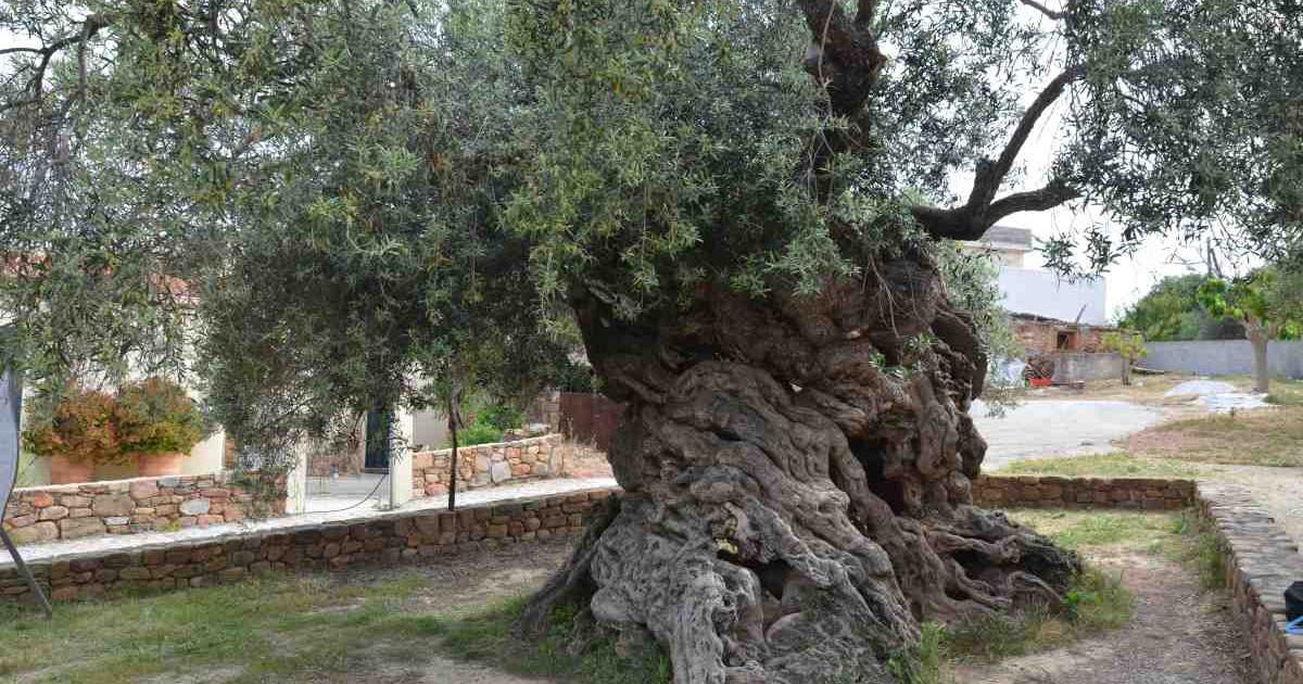 Ελιά των Βουβών στην Κρήτη: Ένα από τα παλαιότερα ζωντανά δέντρα στον ...